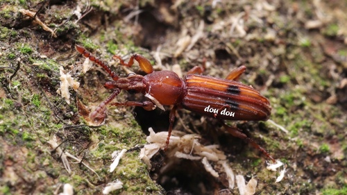 Higonius cilo · iNaturalist