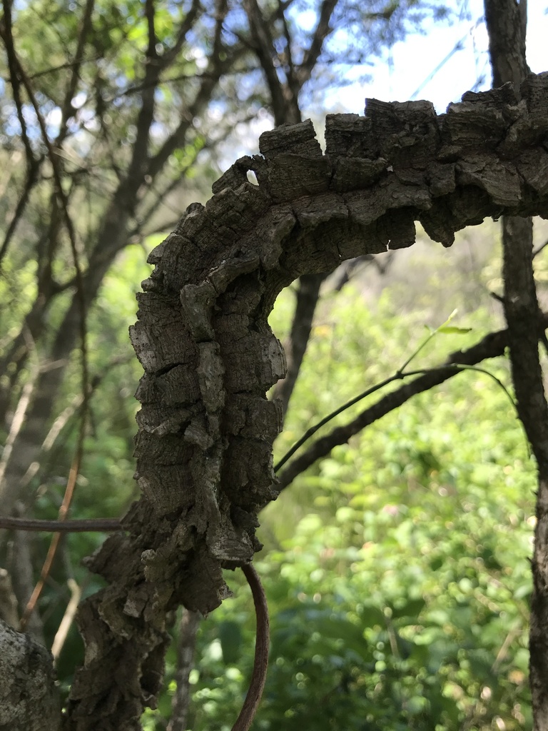 Corky Milk Vine from Dwyers Scrub Conservation Park, Fordsdale, QLD, AU ...