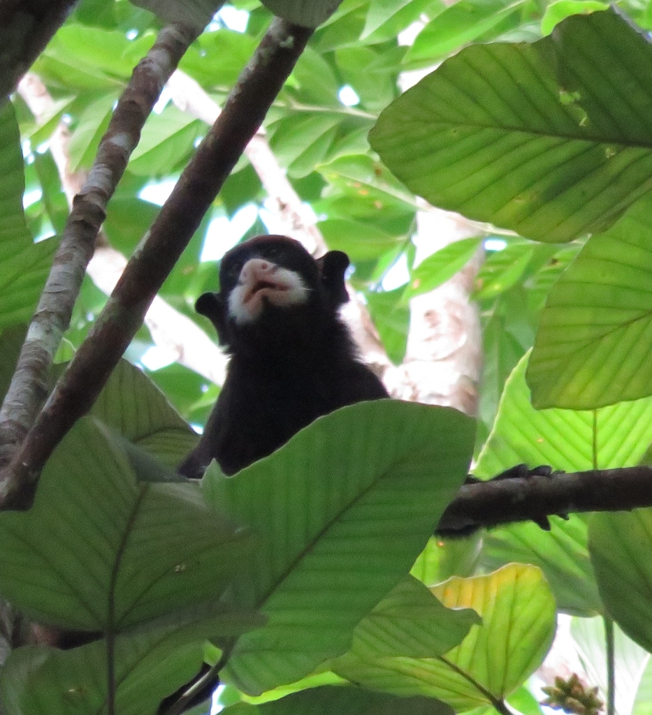 Red-cap Moustached Tamarin from Tefé - AM, 69470-000, Brasil on October ...