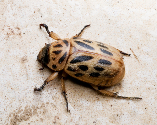 Cyclocephala kuntzeniana · iNaturalist