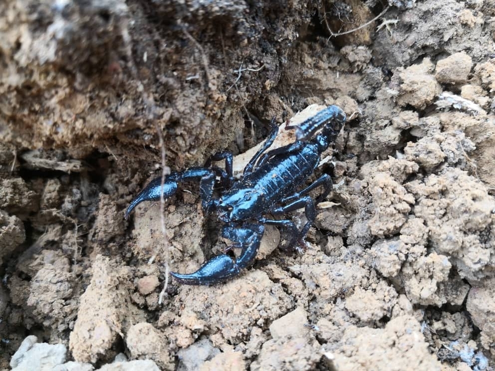 Heterometrus laevigatus in November 2021 by Lee Ling Choo. Kalajengking ...