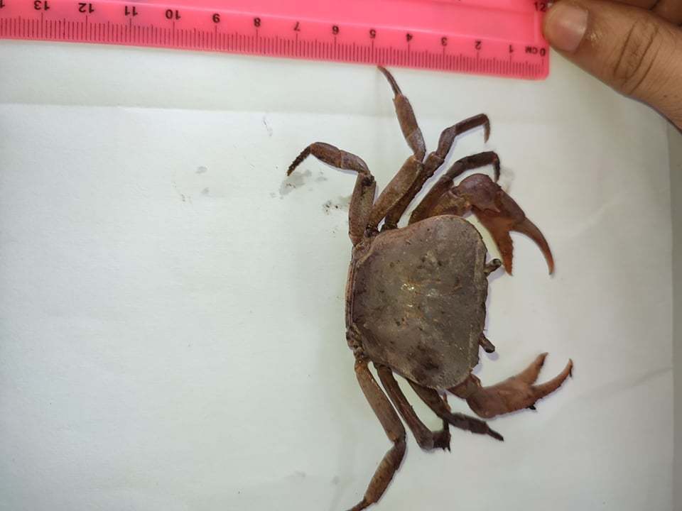 Isolapotamon from Matanao, Davao del Sur, Philippines on November 11 ...