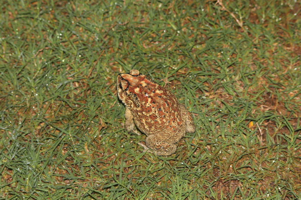 Asian Common Toad from keloran wonogiri on November 12, 2021 by ...