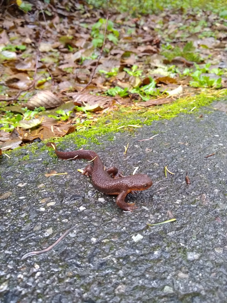 Rough-skinned Newt from NAS WHIDBEY, WA 98278, USA on November 12, 2021 ...