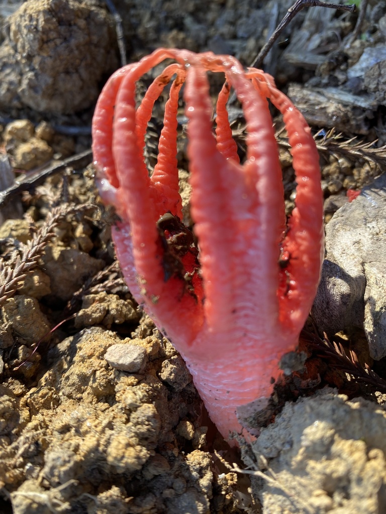 devil's-fingers from Griggs Road, Whitford, Auckland, NZ on November 11 ...