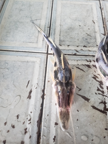 Sturgeon Catfish (Platystomatichthys sturio) · iNaturalist United Kingdom