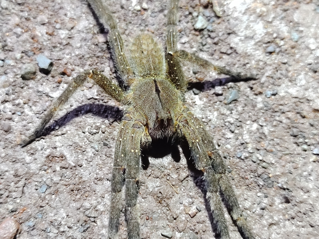 Brazilian Wandering Spider from Assistência, Rio Claro - SP, Brasil on ...