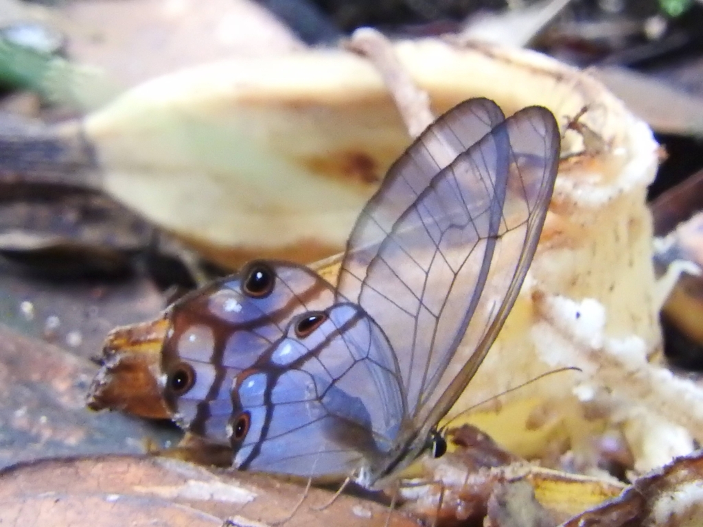 amber phantom from Estação Ecológica de Murici on October 31, 2021 at ...