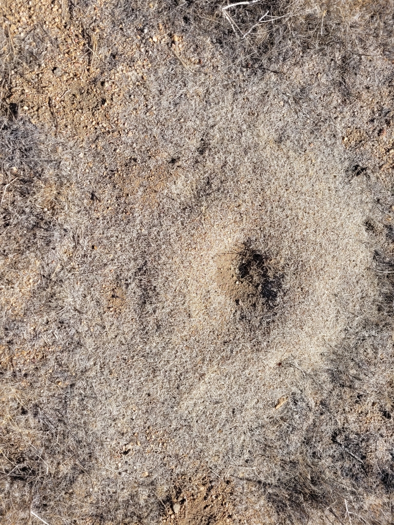 Veromessor pergandei from Riverside County, CA, USA on November 13 ...