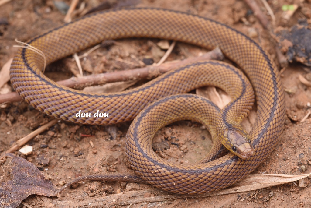 Huang's odd-scaled snake from 龙泉市, 丽水市, 浙江省, CN on November 7, 2021 by ...