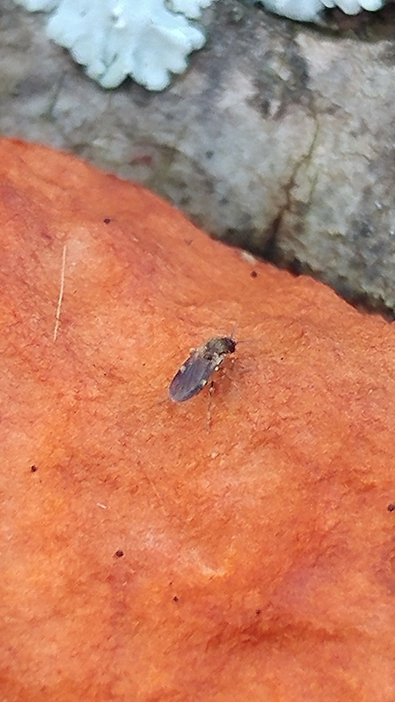 Biting Midges from Old Hickory, TN 37138, USA on November 13, 2021 at ...