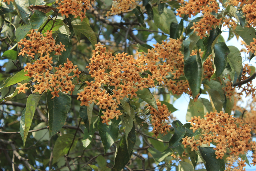 Cordia elaeagnoides from Tziritzícuaro, Mich., México on October 15 ...