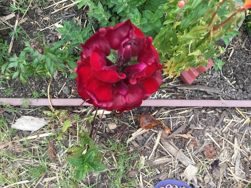 flowering plants from Alameda County, US-CA, US on April 28, 2018 at 12 ...