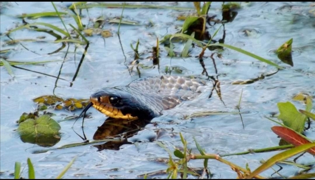 False Water Cobra from Iberá on June 15, 2018 by Gaby Gallinger ...
