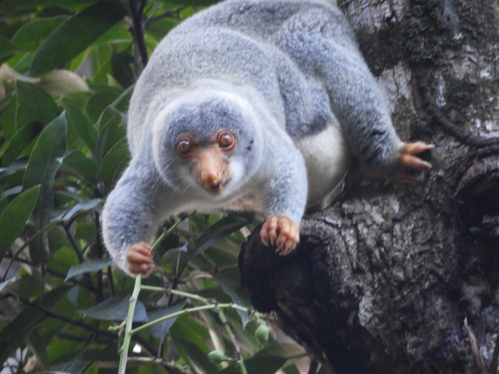 Common Spotted Cuscus from Iron Range on November 14, 2021 at 06:03 PM ...