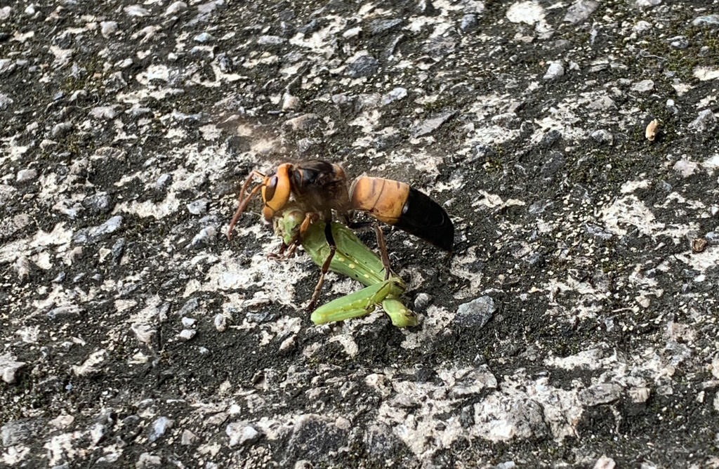 Southern Giant Hornet from Bride's Pool, Hong Kong on October 28, 2021 ...