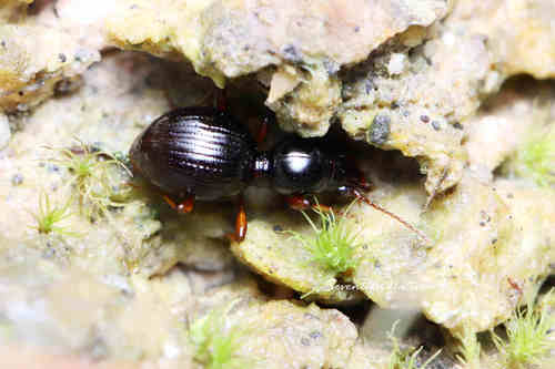 Broscosoma guoliangi · iNaturalist