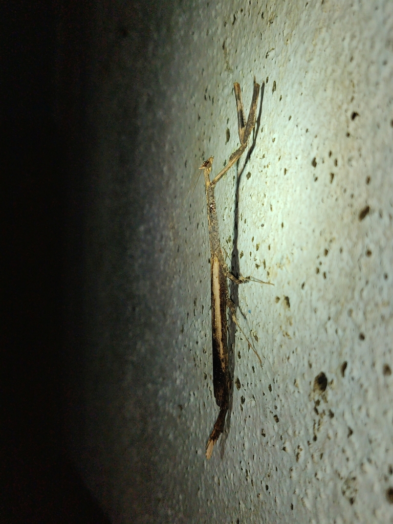 Toxoderopsis taurus from Jamboothumalai Area on November 5, 2021 at 07: ...