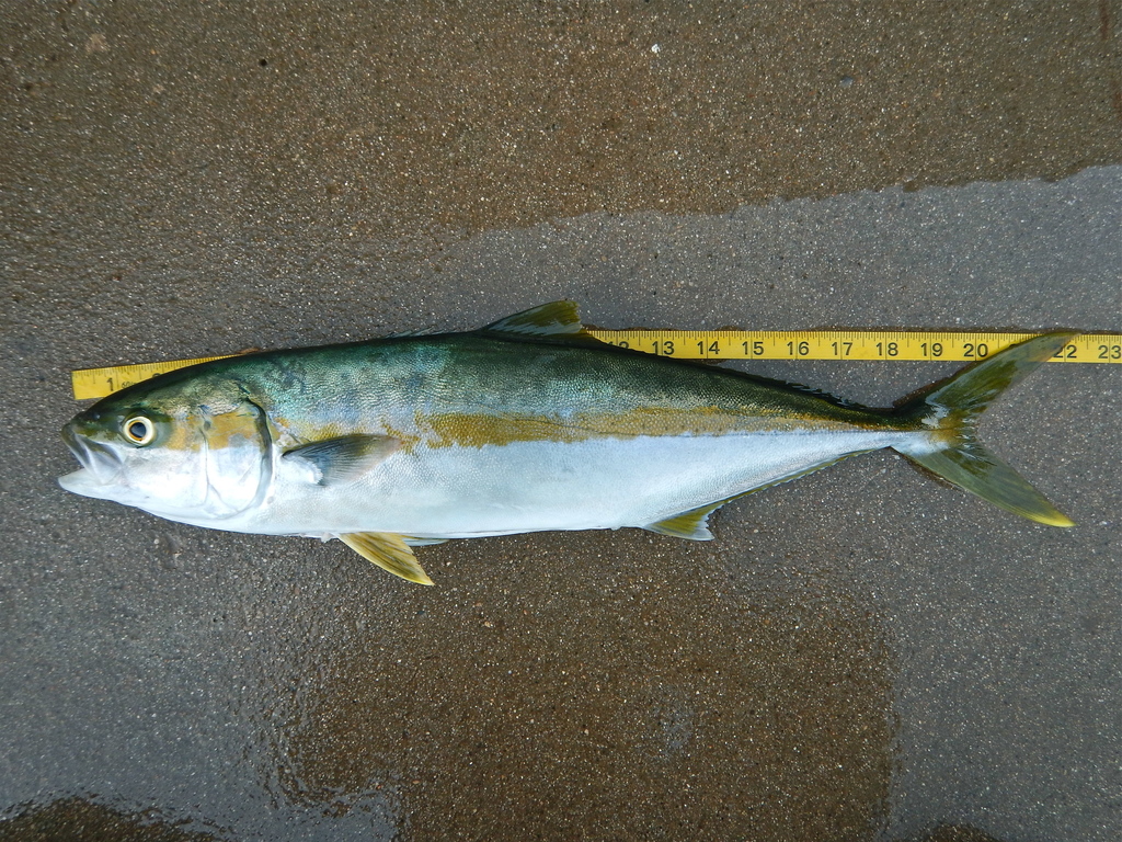 Yellowtail Kingfish in October 2015 by j-stauffer. County Line Beach ...