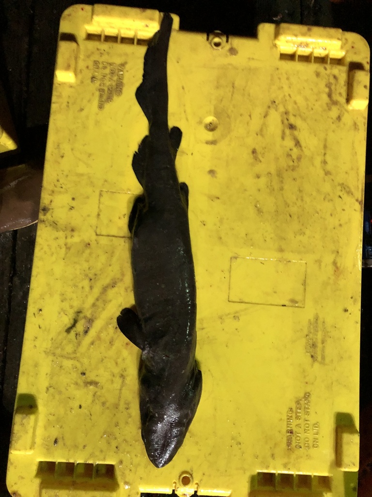 Brown Catshark in November 2021 by Ben Shanafelt. 180 fathoms. Not ...