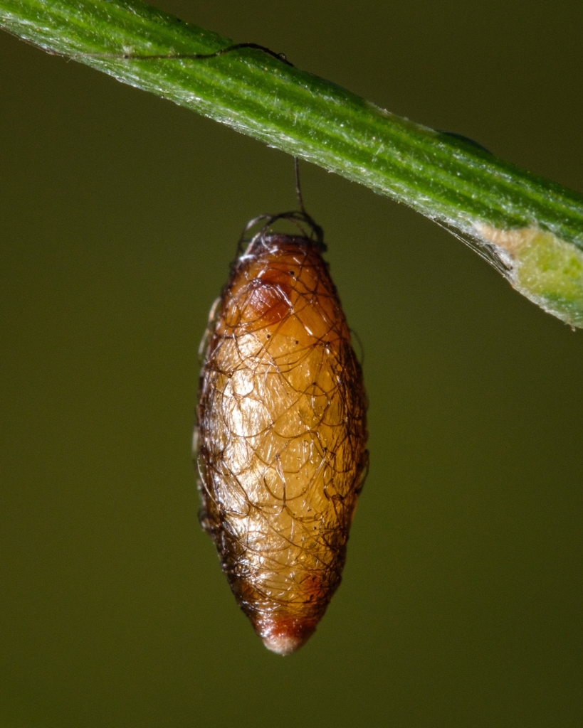 Meteorus from Moncarapacho, 8700 Moncarapacho, Portugal on November 12 ...