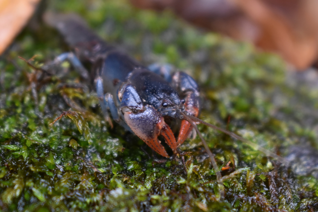 Upland Burrowing Crayfish from Wise County, VA, USA on November 14 ...