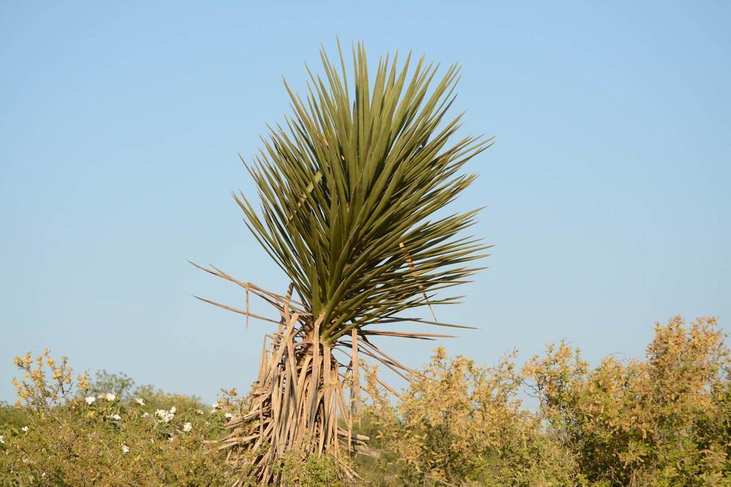 tree yucca from Carr. Apodaca - Marín Km 29 on April 02, 2015 at 05:51 ...