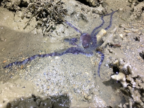 Genus Ameloctopus · iNaturalist