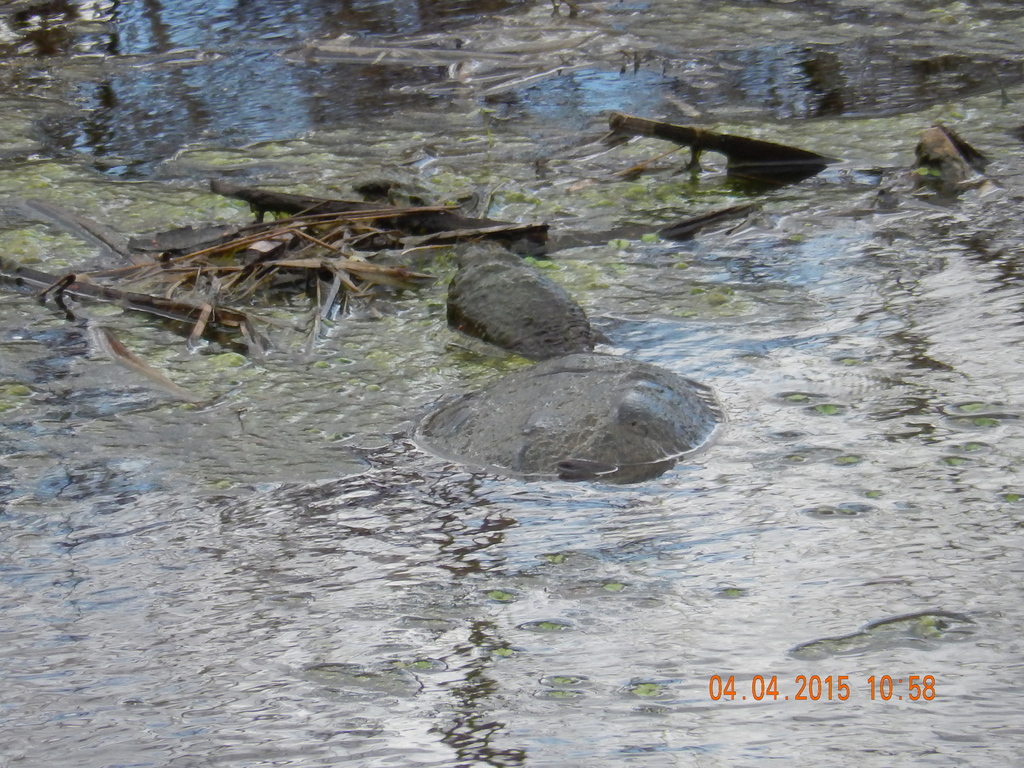 Common Snapping Turtle from Adkins Arboretum on April 4, 2015 at 10:58 ...