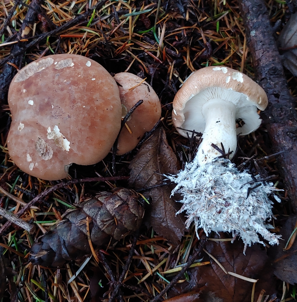 Common Gilled Mushrooms and Allies in November 2021 by Kate Calderwood ...