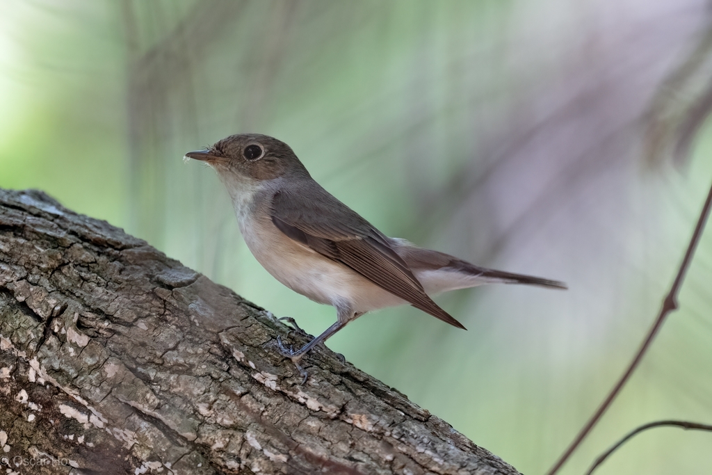 Red-breasted Flycatcher in November 2021 by Oscar Ho · iNaturalist