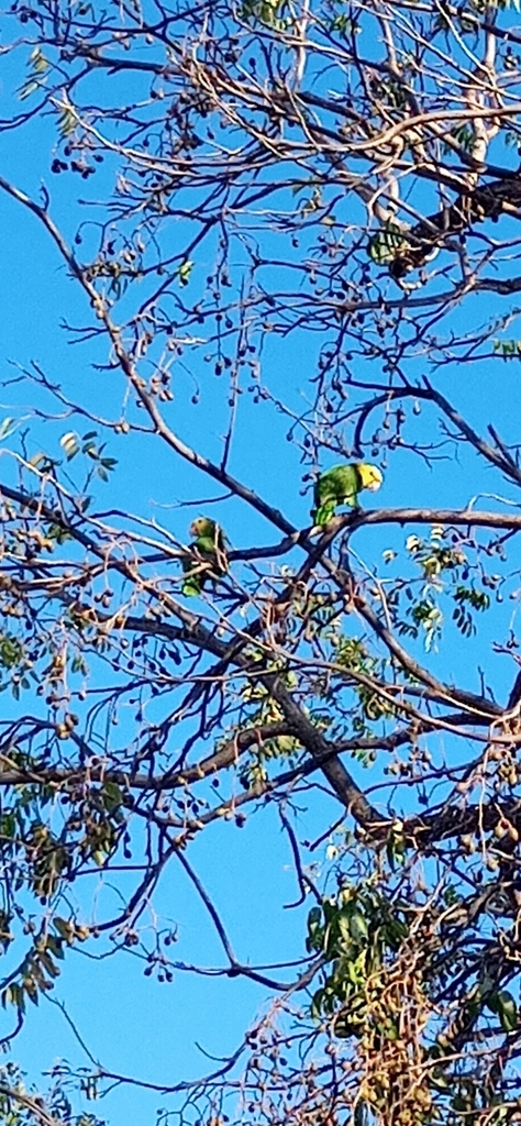 Yellow-headed Parrot in November 2021 by Max Quiroz Martínez. Seen in ...