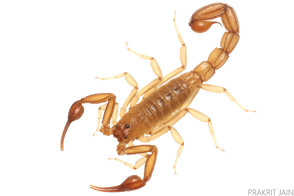 Stahnkeus subtilimanus in July 2021 by Prakrit Jain. Adult male. Fairly ...