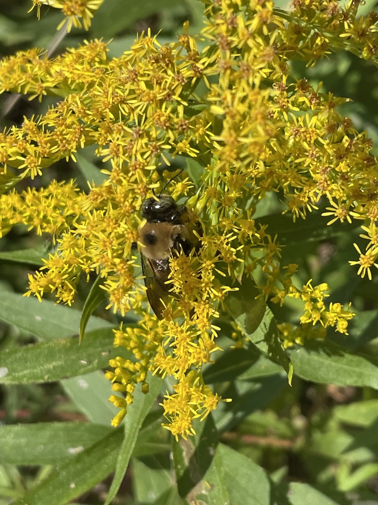 Eastern Carpenter Bee from University of Southern Mississippi Walker ...