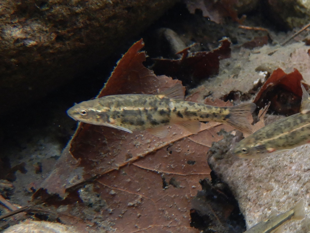 Speckled Dace from Cochise County, AZ, USA on June 1, 2021 at 06:18 PM ...