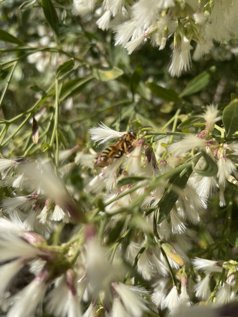 Hunter's Little Paper Wasp from University of Southern Mississippi ...