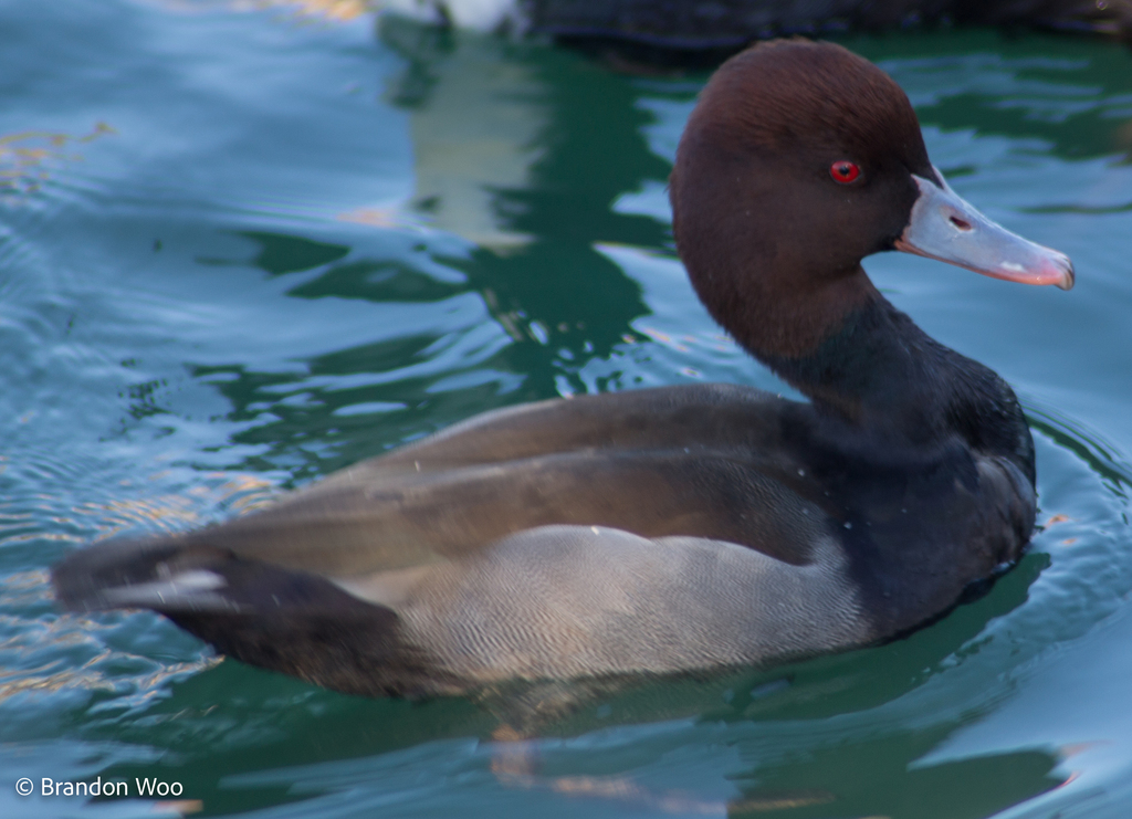 Red-crested Pochard × Ferruginous Duck from Hill Country Galleria, Bee Cave, TX 78738, USA on ...
