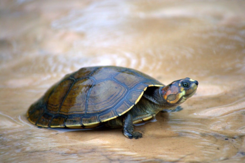 Savanna Side Neck Turtle ZootierlisteHomepage