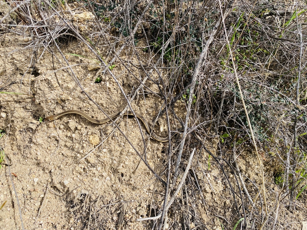 California Striped Racer from Garland Ranch Regional Park, Carmel ...