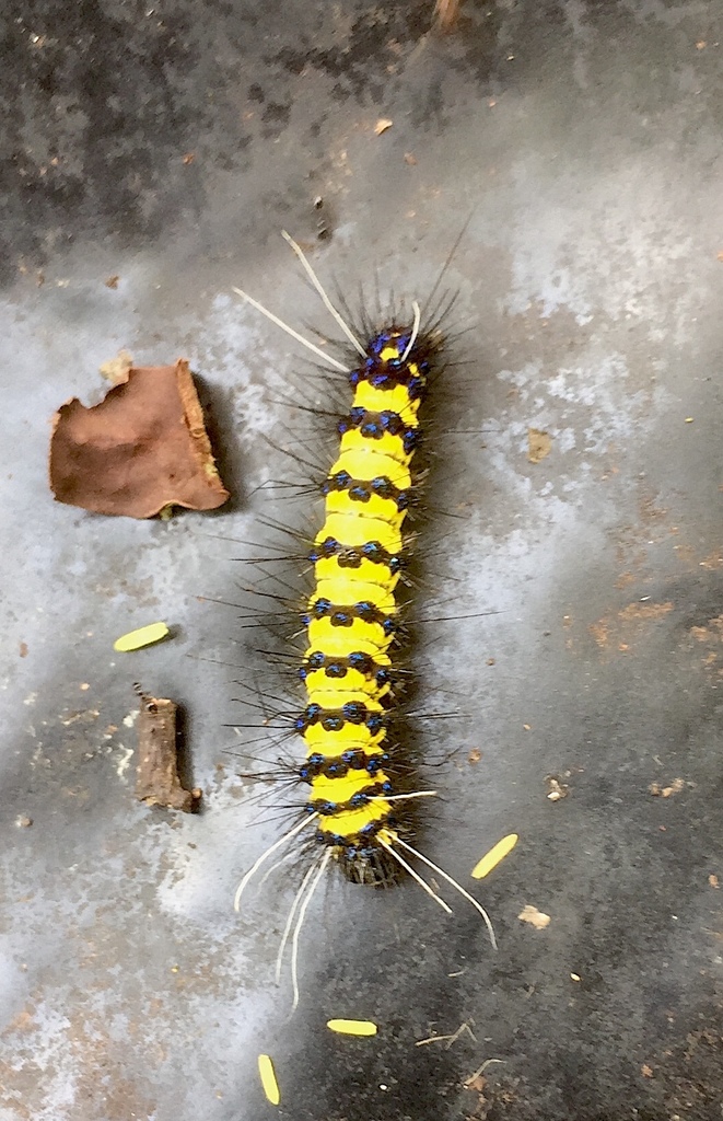 Saucy Beauty from Mérida, Yuc., México on October 12, 2017 at 11:03 AM ...