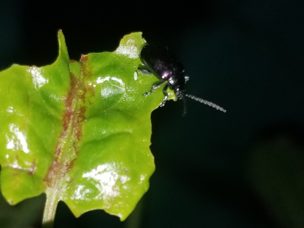 Macrohaltica from Paraná, Entre Ríos, Argentina on November 15, 2021 at ...