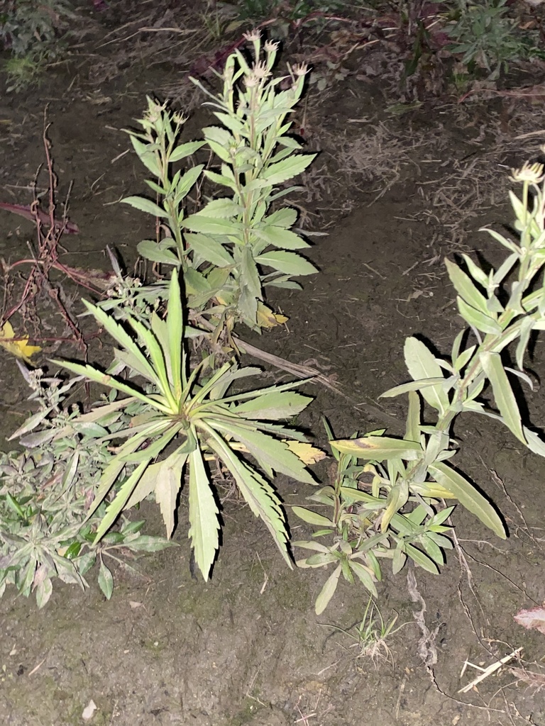 American burnweed from Kircher Municipal Park, Lansing, MI, US on ...