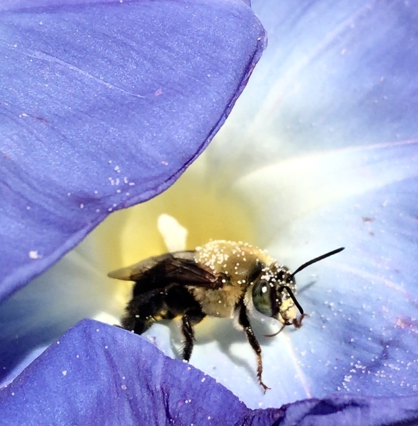 Shining Oil-digger Bee from Carretera C. Ejido Alfajayucan ...