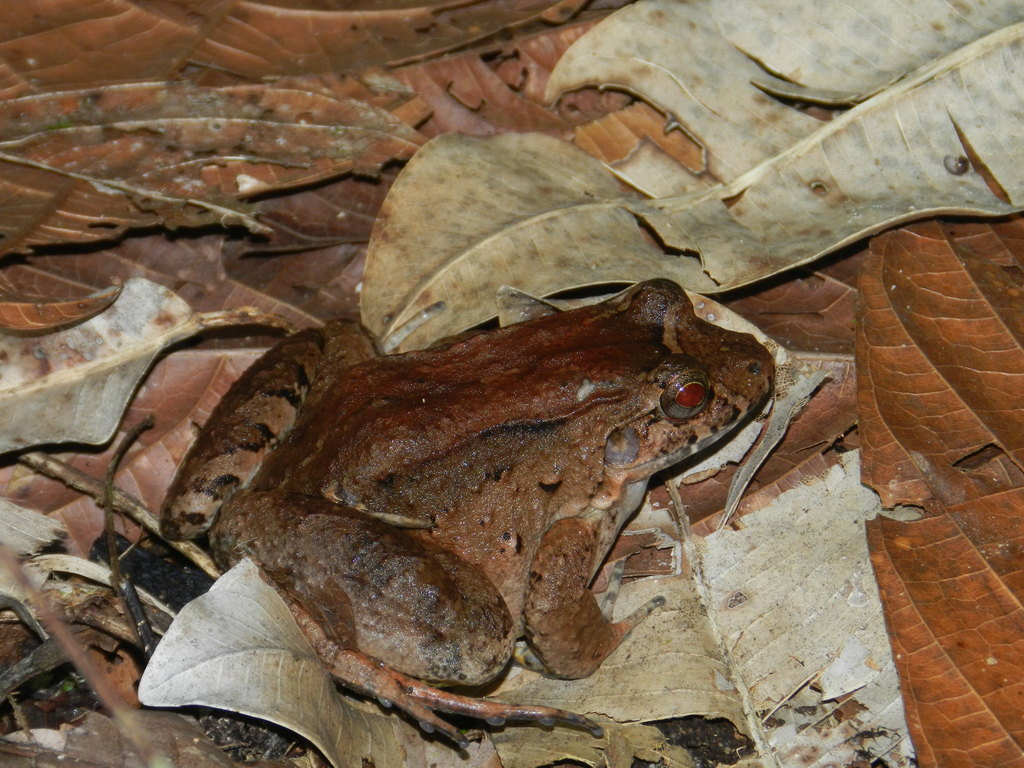 Dwarf Jungle Frog from Tena, Ecuador on November 13, 2021 at 09:27 PM ...