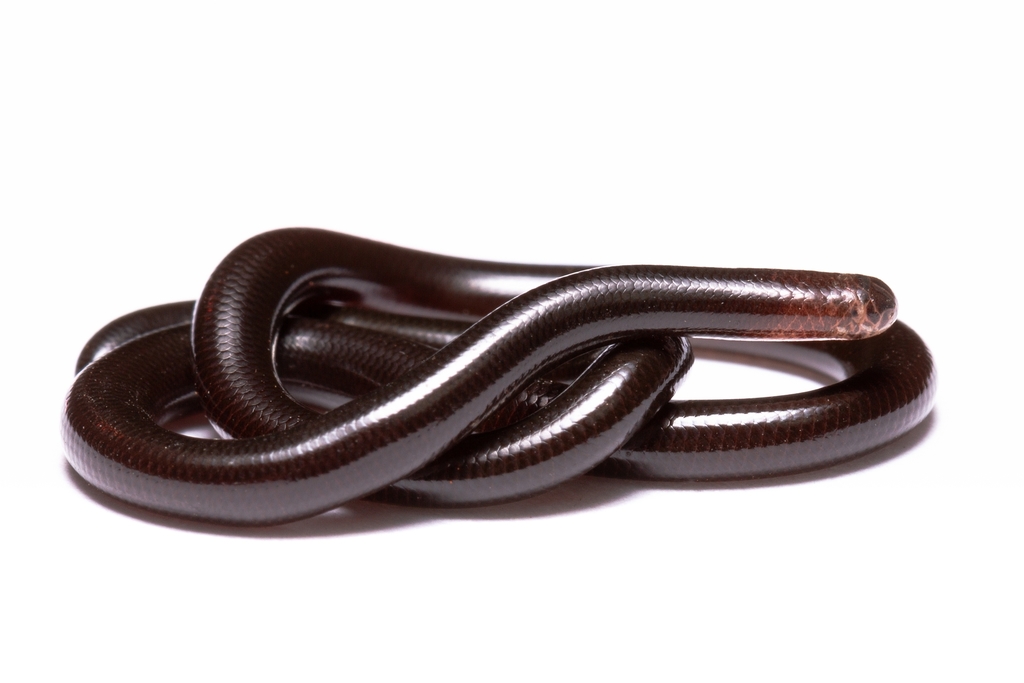 Ternetz's Blind Snake from 6 - St. de Habitações Coletivas e Geminadas ...