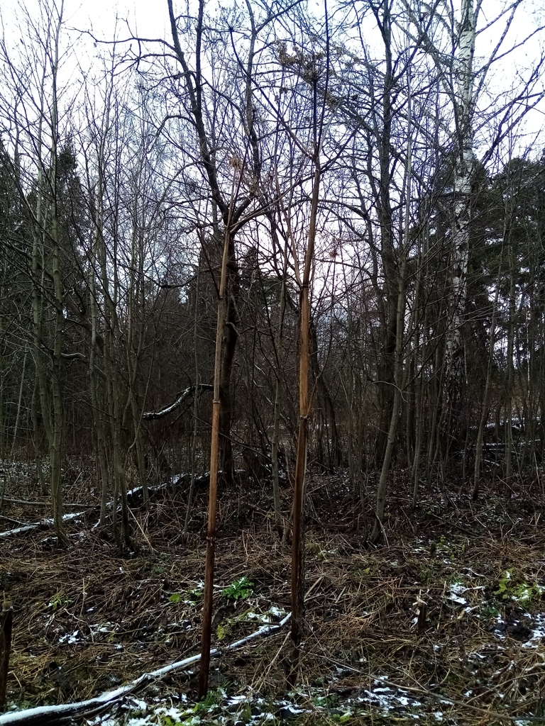 hogweeds from Sergievo-Posadskiy rayon, RU-MS, RU by Diana bukharova ...