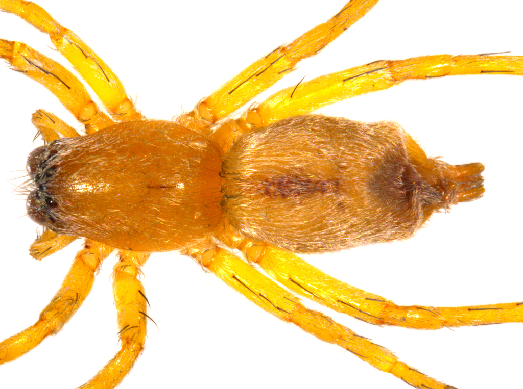 Clubiona neglecta from Binder, Mongolia on August 1, 2021 at 09:15 AM ...