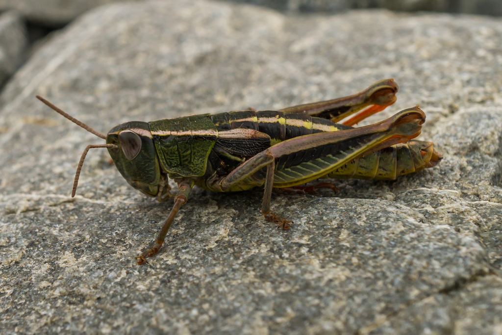 Short-horned Grasshoppers from Mount Hutt, New Zealand on October 14 ...