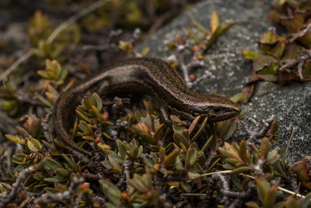 New Zealand Grass Skink in November 2021 by Euan Brook. 1700m asl ...