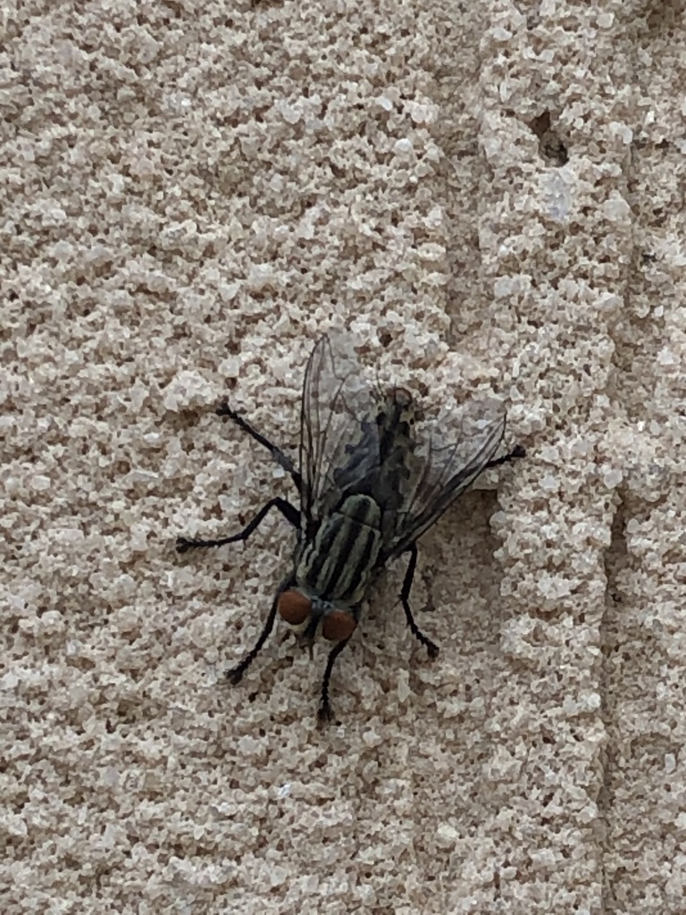 Common Flesh Flies by Vitória Santos Oliveira · iNaturalist